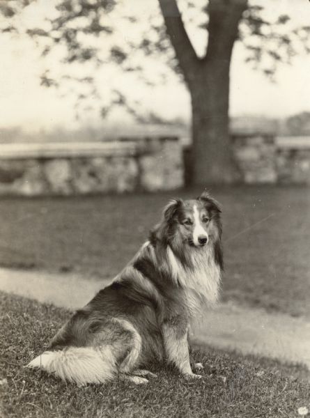 Purebred Collie Dog | Photograph | Wisconsin Historical Society