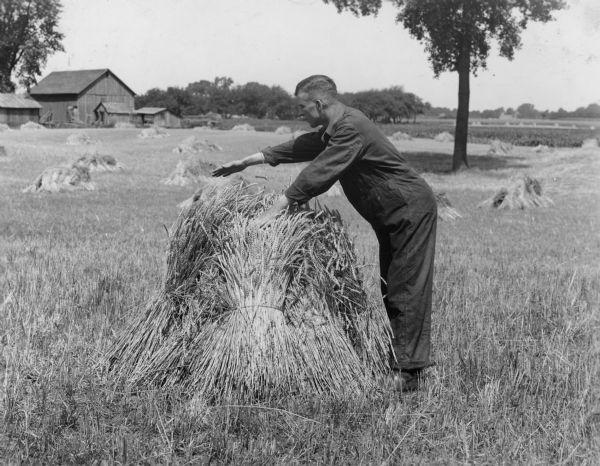 Sixth Step in Shocking Wheat. Drawing in the Heads | Photograph ...