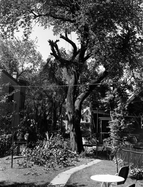 Elm Tree Removal | Photograph | Wisconsin Historical Society