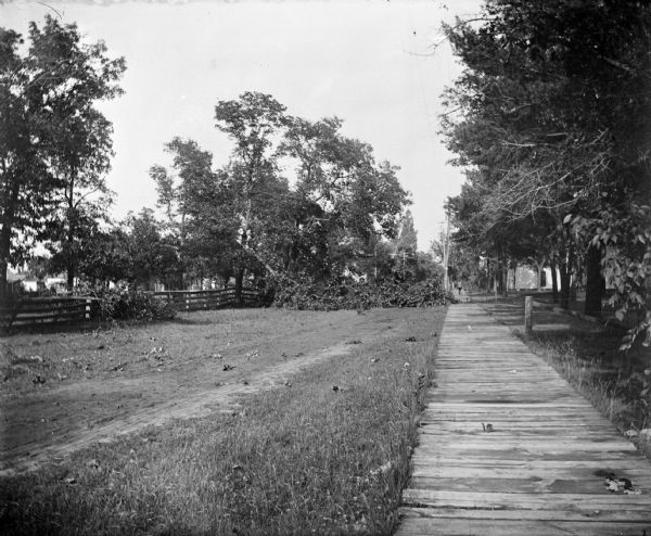 Fallen Branches on Road | Photograph | Wisconsin Historical Society