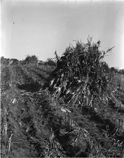 Cornfield | Photograph | Wisconsin Historical Society