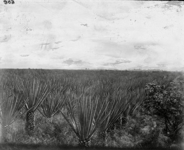Field on Sisal Plantation | Photograph | Wisconsin Historical Society