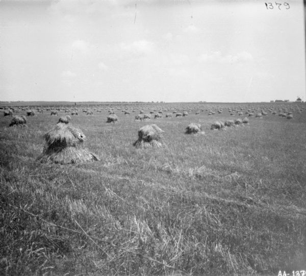 Field of Harvested Grain | Photograph | Wisconsin Historical Society
