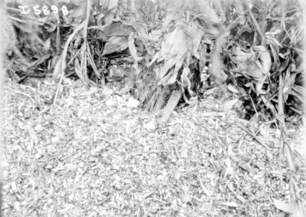 Pile of Shredded Cornstalks | Photograph | Wisconsin Historical Society