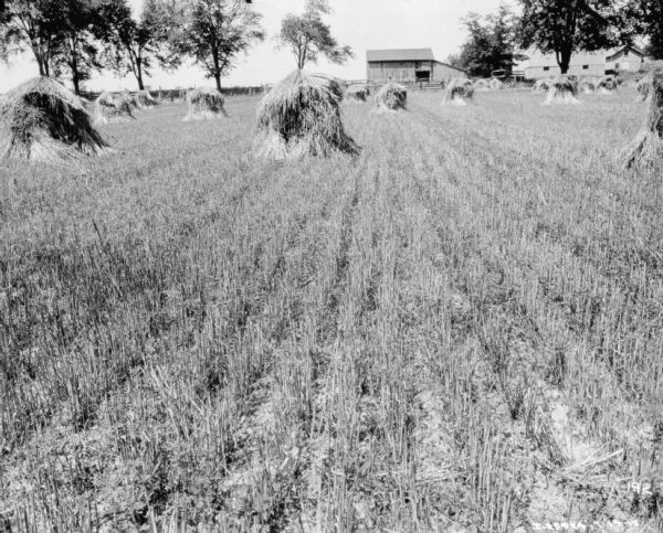 Field of Harvested Grain | Photograph | Wisconsin Historical Society