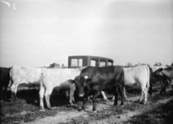 Cows Standing Around Automobile | Photograph | Wisconsin Historical Society