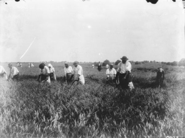 Group of People Reaping Grain by Hand | Photograph | Wisconsin ...