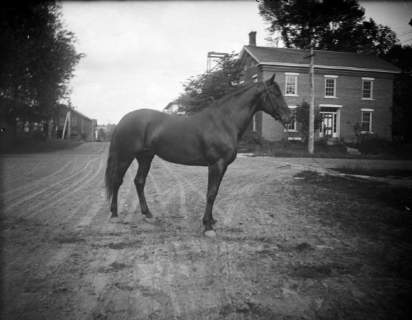 Horse at Fillmore and Second Streets | Photograph | Wisconsin ...