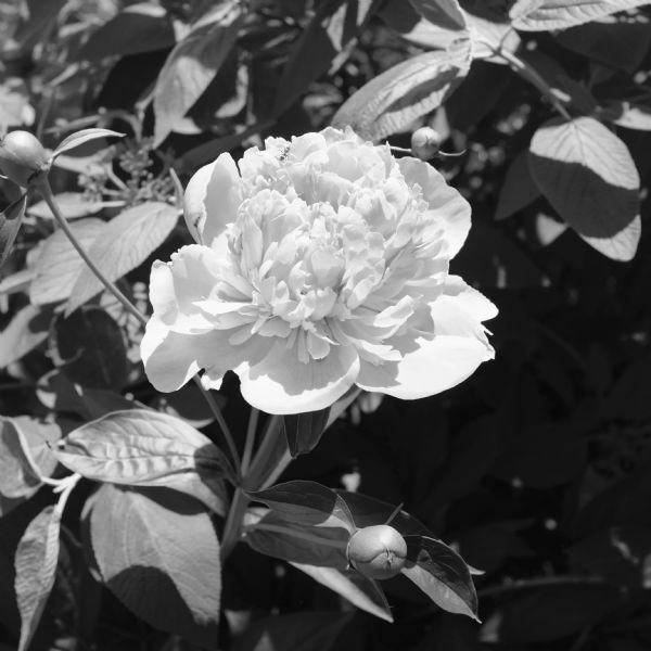 Peony Blossom | Photograph | Wisconsin Historical Society