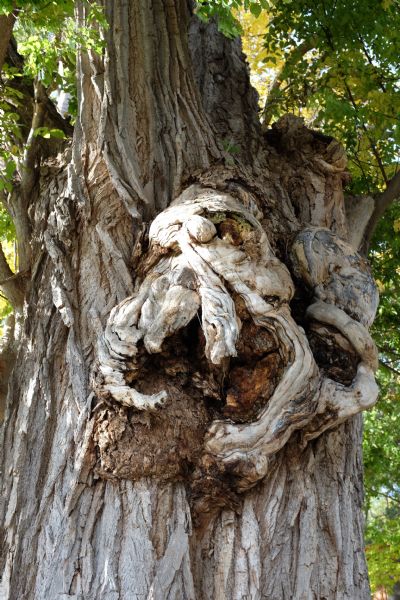 Burl on a Cottonwood Tree | Photograph | Wisconsin Historical Society