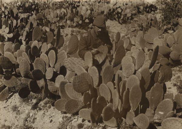 Cactus Etching | Photograph | Wisconsin Historical Society